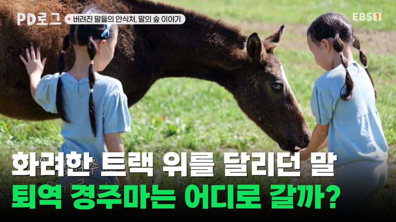 트랙을 누비던 말들… 퇴역 후 어디로 갈까?ㅣ우리가 몰랐던 퇴역 경주마의 새로운 삶ㅣ#PD로그