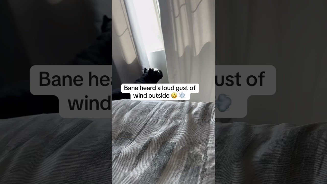 Dog tries to protect us from a big gust of wind