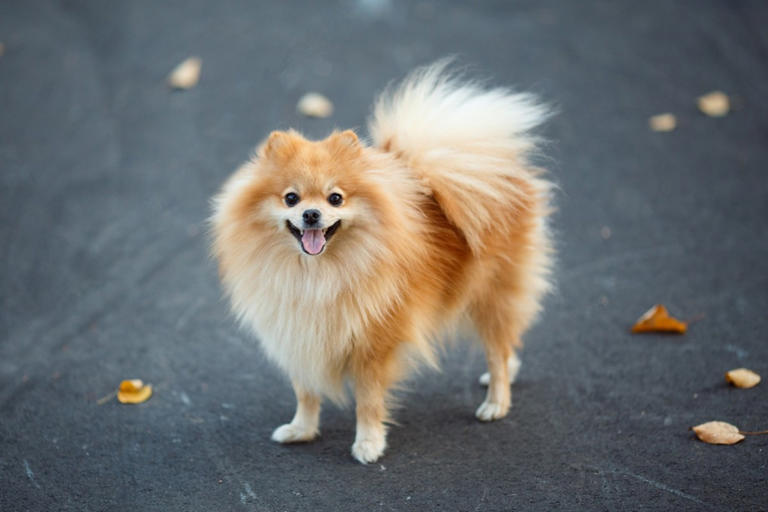 11 Bossy Dog Breeds Who Will Love You Fiercely, Say Experts