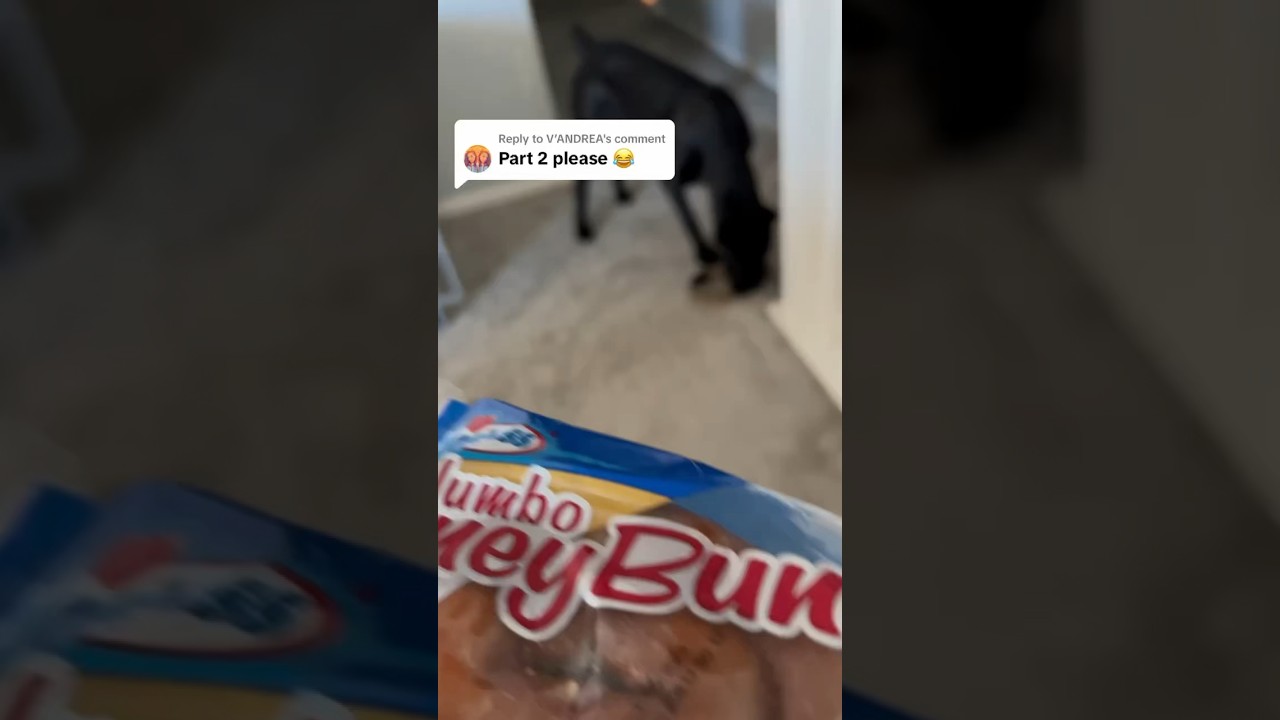 Dog attempts a sneaky honey bun heist in the kitchen