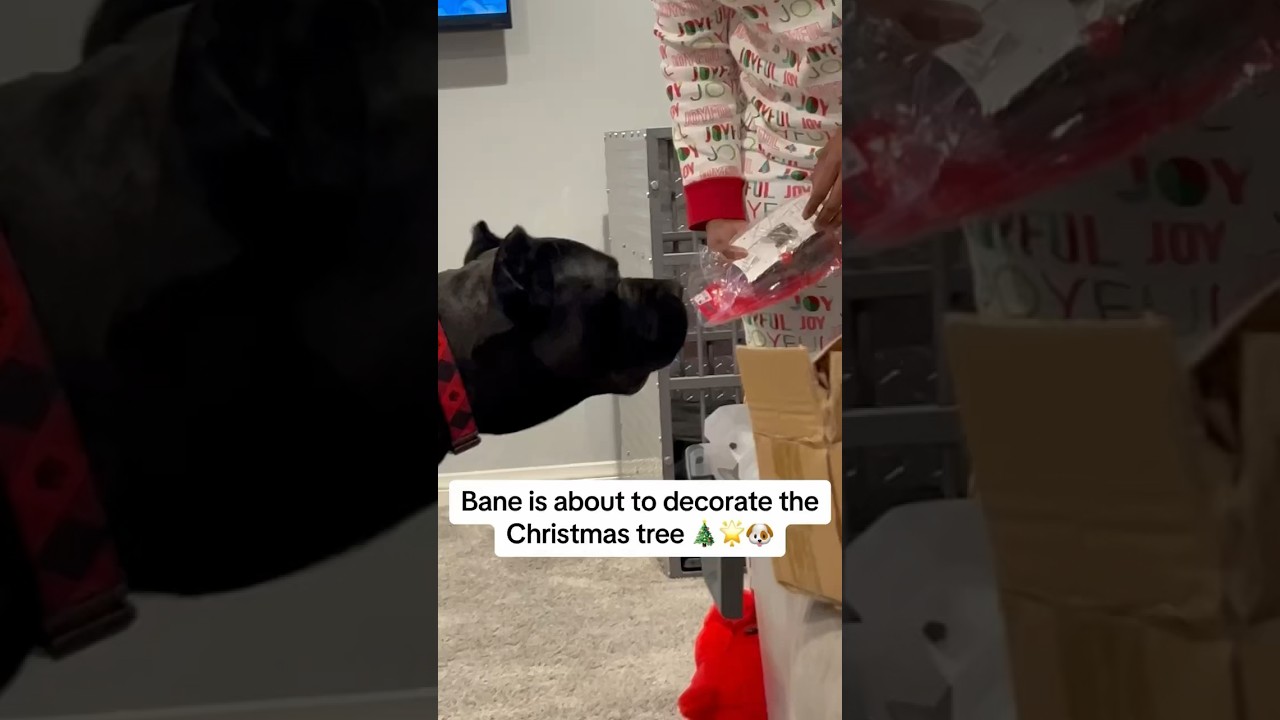 Mom tries to get dog into the Christmas spirit