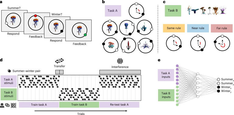 Humans and artificial neural networks exhibit some similar patterns ...