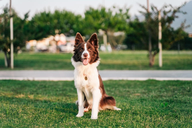 11 Bossy Dog Breeds Who Will Love You Fiercely, Say Experts