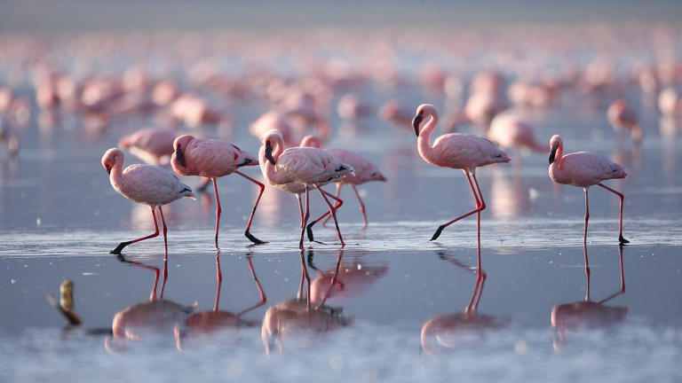 Where To See Flamingos In Mumbai: Check Out Top 5 Viewing Points