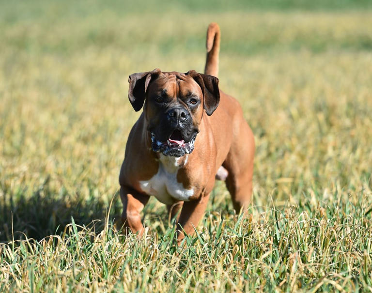 11 Bossy Dog Breeds Who Will Love You Fiercely, Say Experts