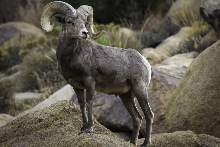 All 50 US state animals: Birds, mammals, and their significance