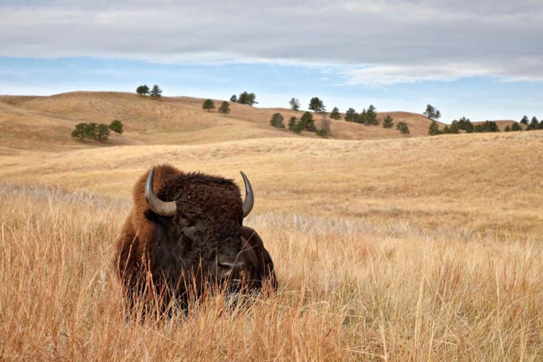 All 50 US state animals: Birds, mammals, and their significance
