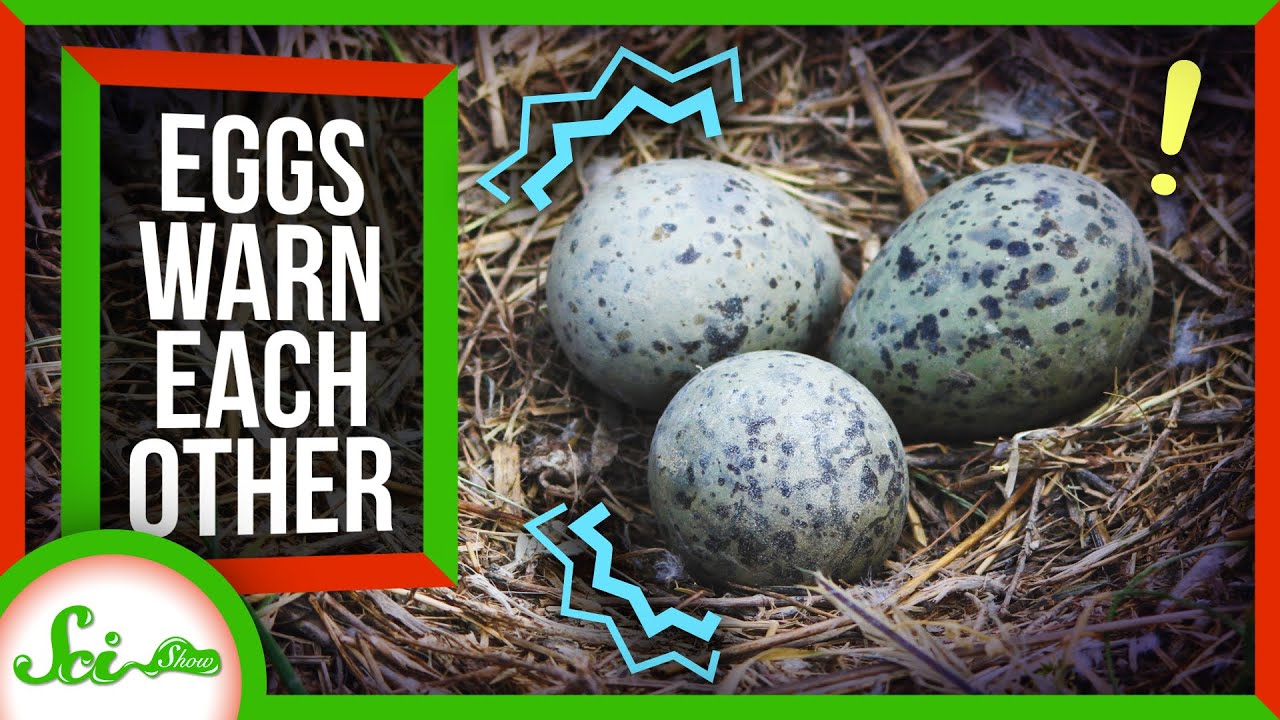 Bird Eggs Warn Each Other About Danger