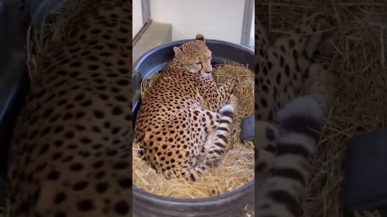 Cheetah keeps warm as sister checks on her closely