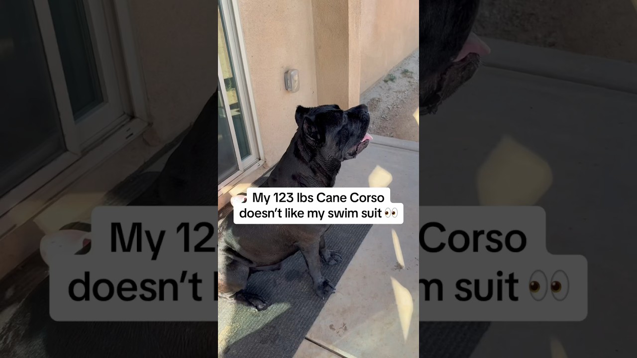 Dog acts like a mischievous kid with no shame at all