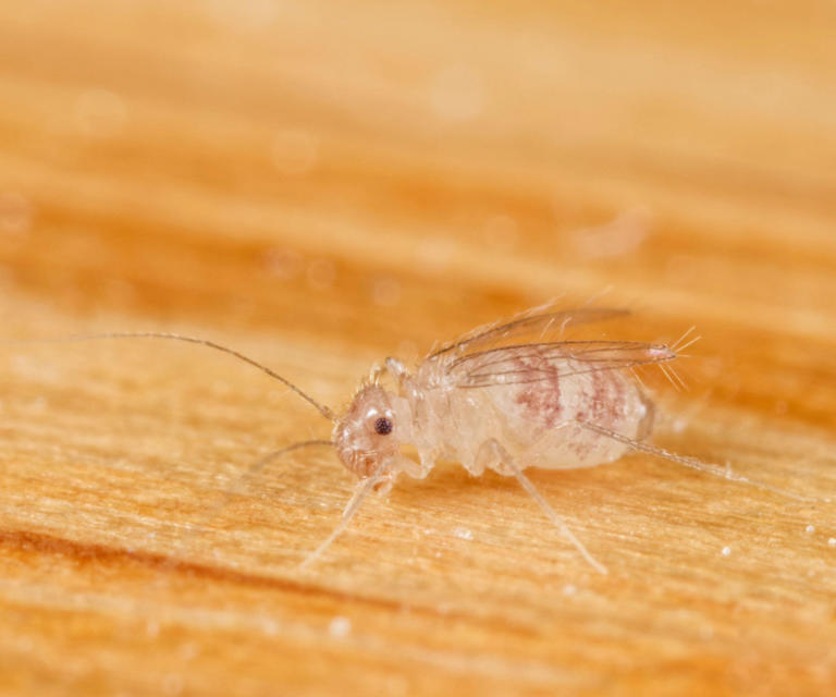 Are these mould-loving insects living in your wallpaper? Expert reveals ...