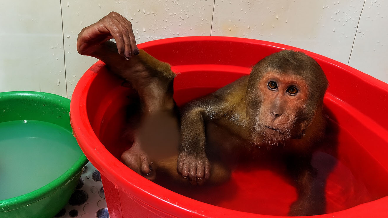 Why Is Cutis So Shy During Bath Time?