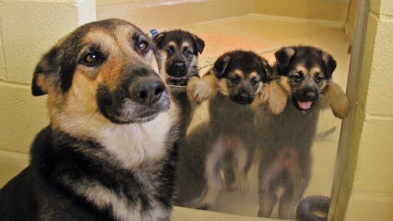 When your dog is proud to be a mom in the funniest way