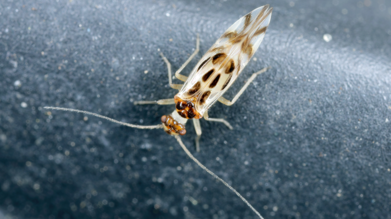 Are these mould-loving insects living in your wallpaper? Expert reveals ...