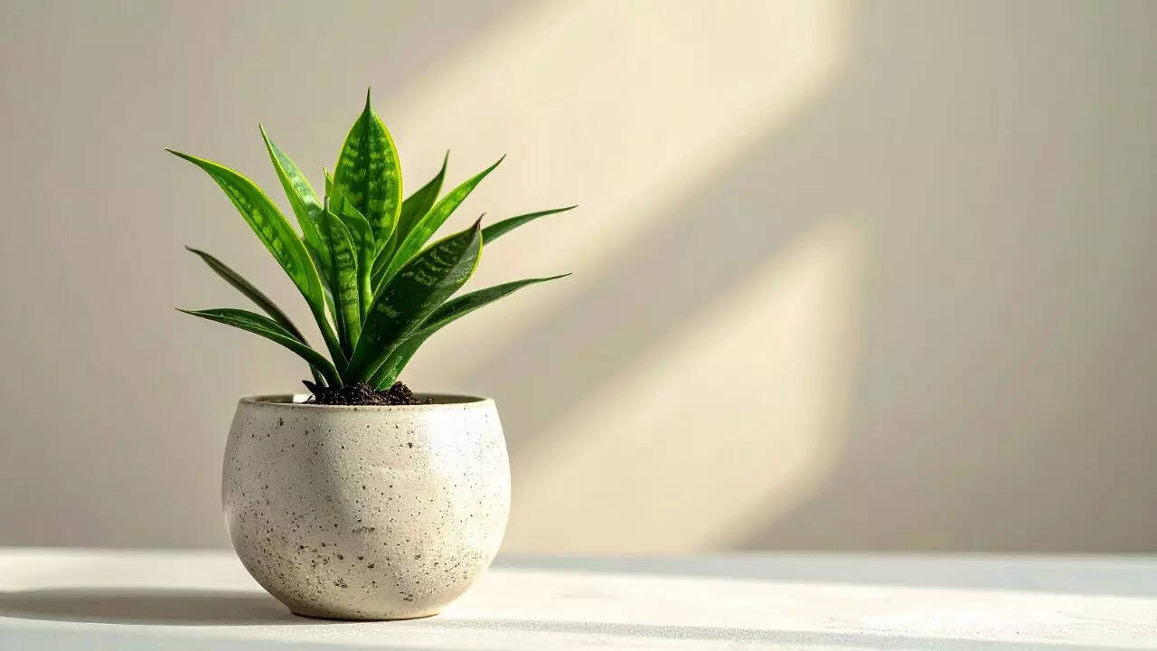 8 air-purifying indoor plants that naturally absorb harmful gases