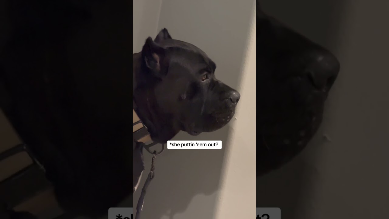 Our dog is hooked on the TV show "Power"