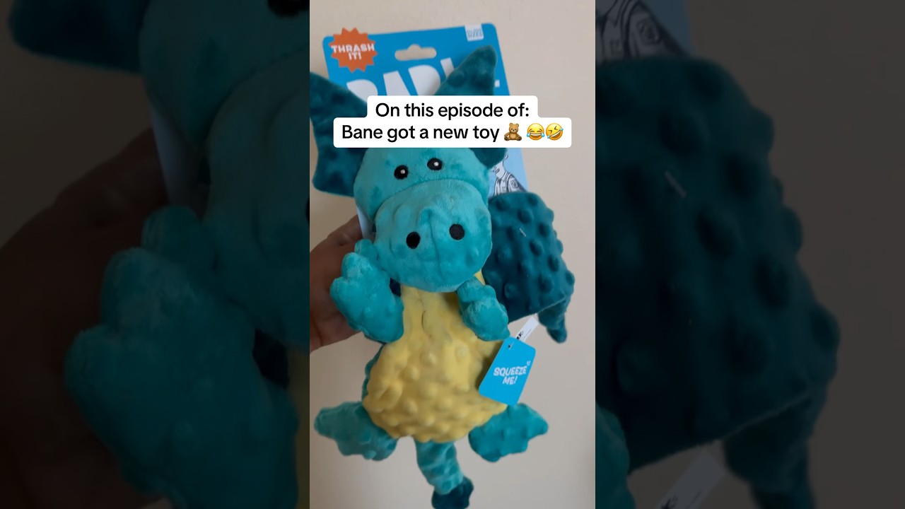 Dog freaks out over his brand new toy like a maniac