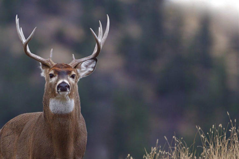 All 50 US state animals: Birds, mammals, and their significance