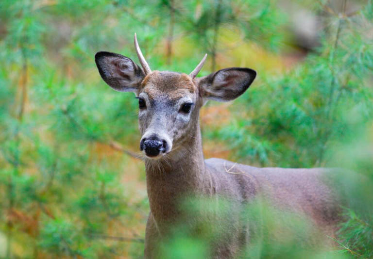 All 50 US state animals: Birds, mammals, and their significance
