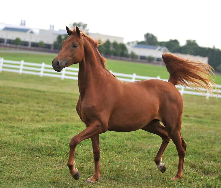 All 50 US state animals: Birds, mammals, and their significance