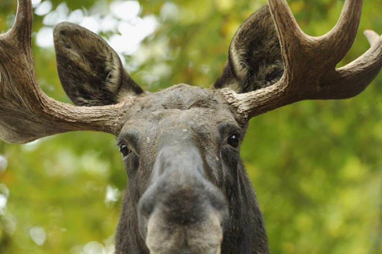 All 50 US state animals: Birds, mammals, and their significance