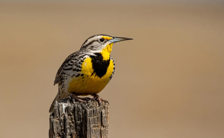 All 50 US state animals: Birds, mammals, and their significance