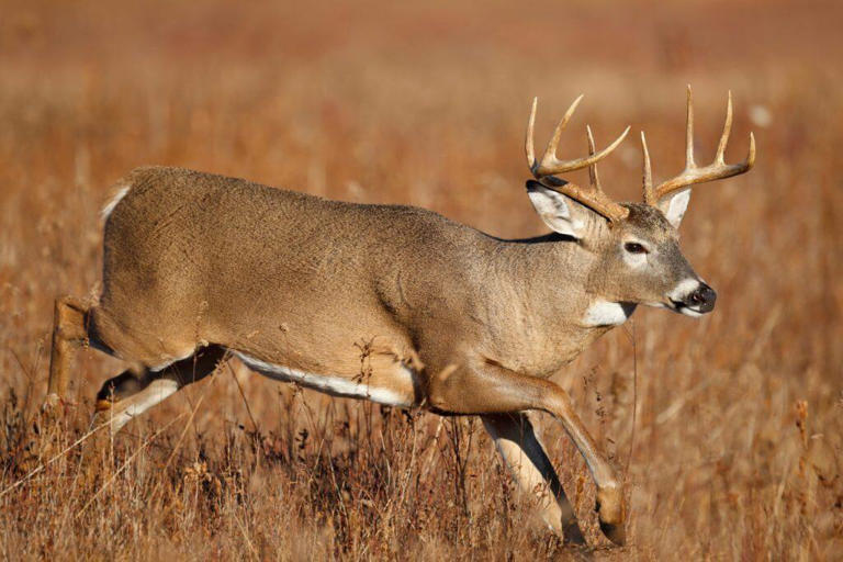 All 50 US state animals: Birds, mammals, and their significance