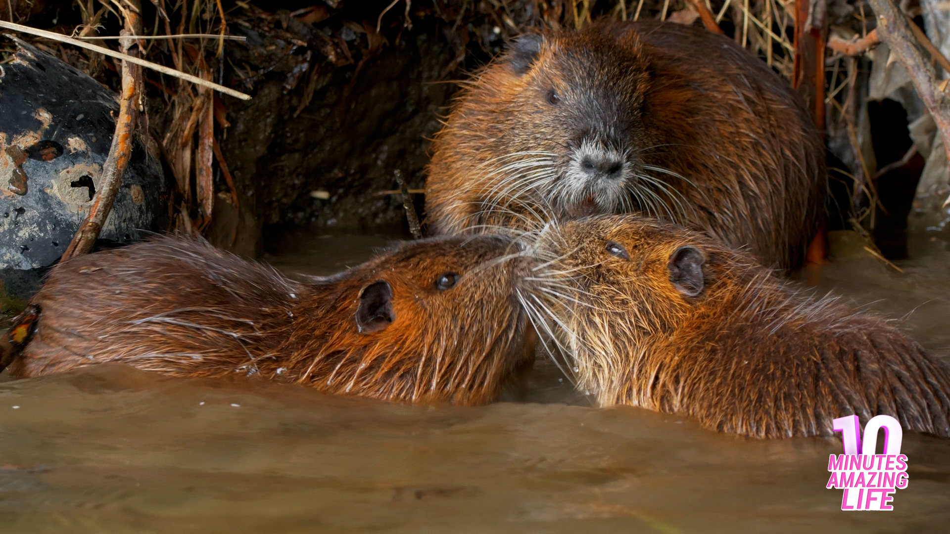 A Nutria Family in the Water