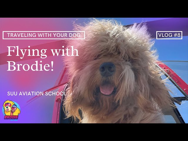 Epic helicopter adventure: Brodie the Goldendoodle flies over Utah's ...