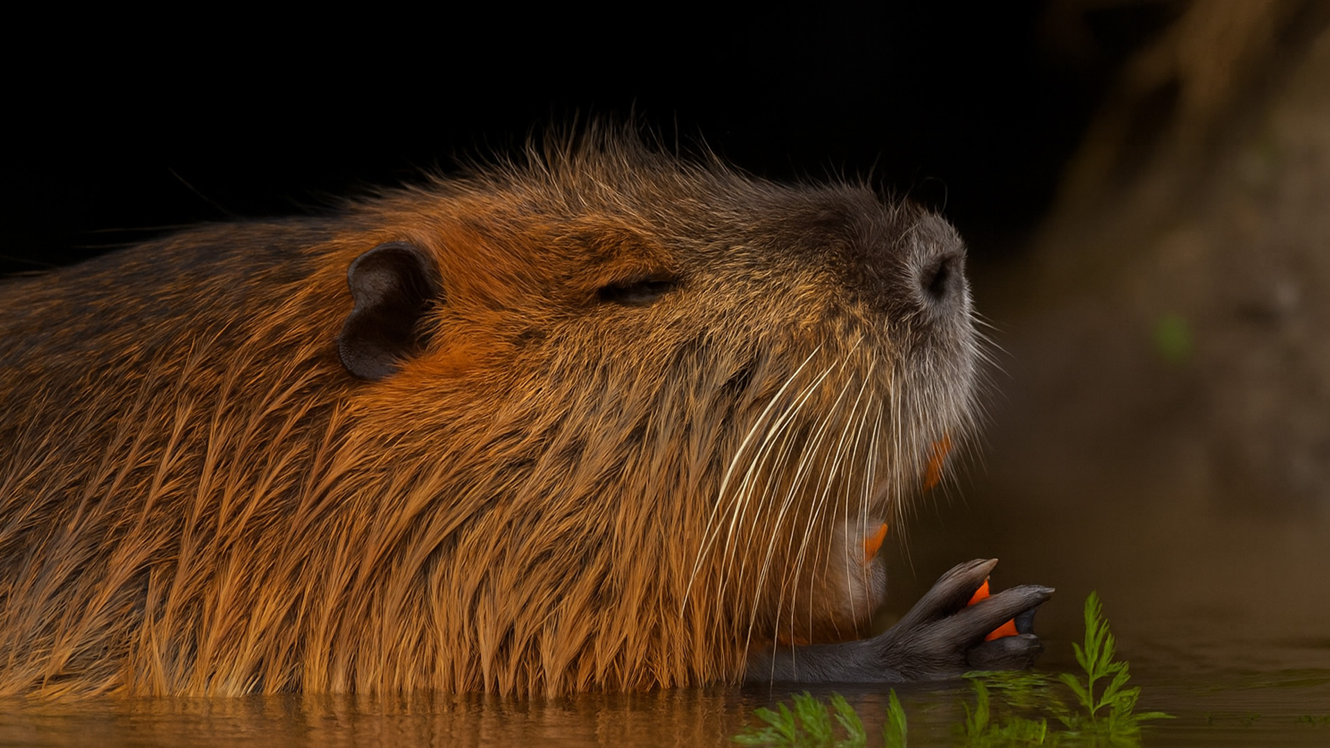 The River Dweller at Rest