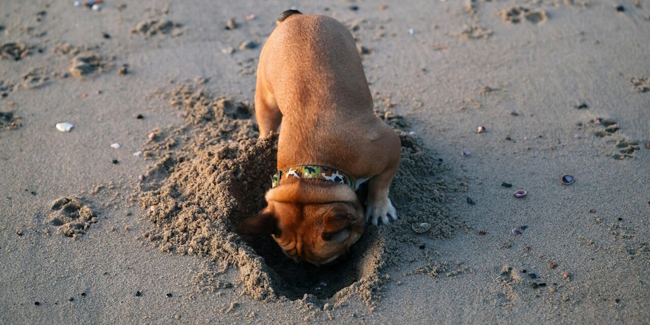 Your dog is not a doomsday prepper—here's why they hide food and toys