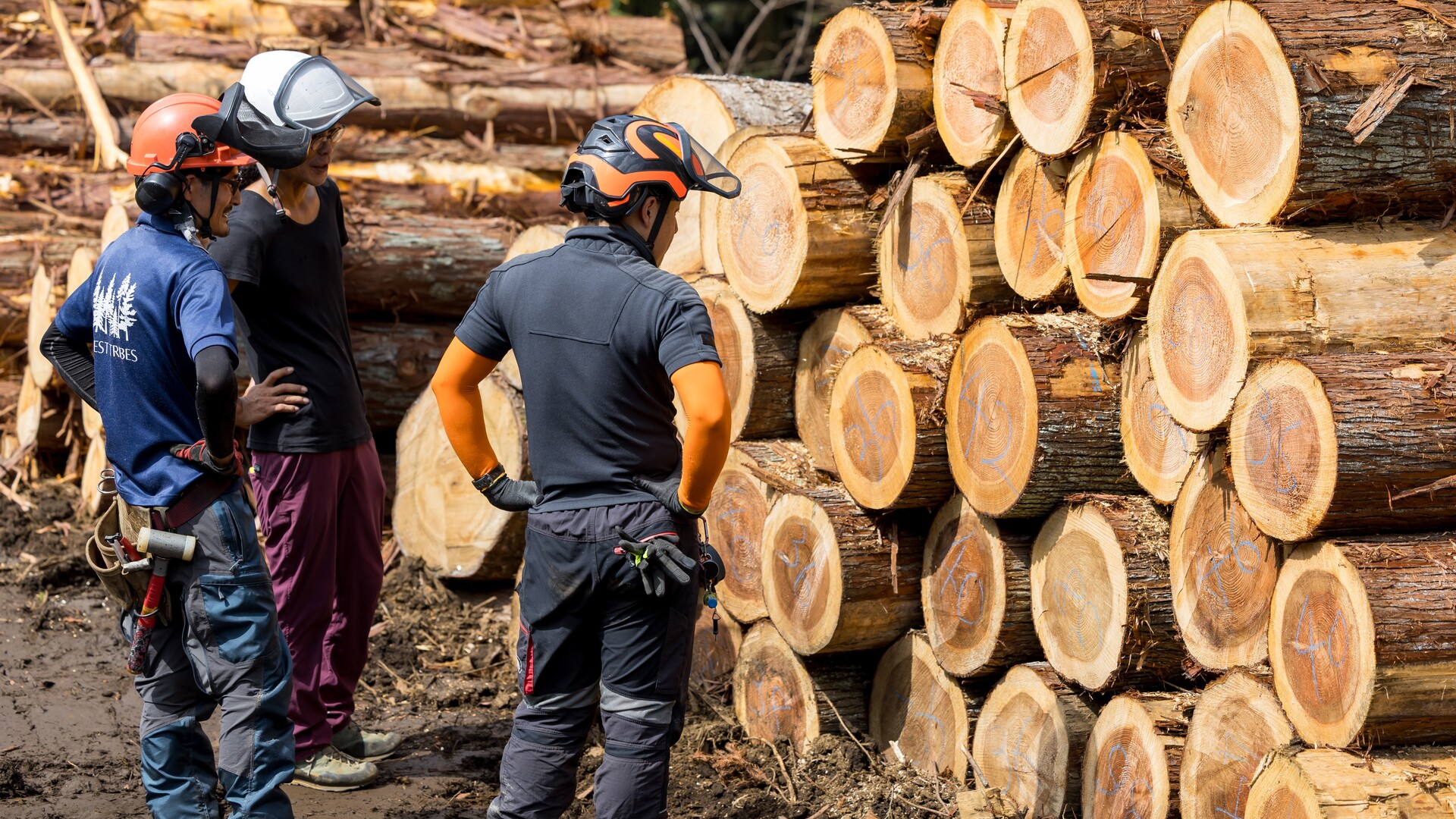 Timber industry ‘nearly killed off’ in Victoria: Liberal MP