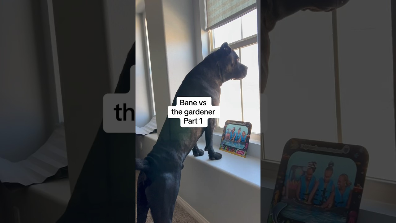 Dog takes charge as head watchdog when the gardener is working