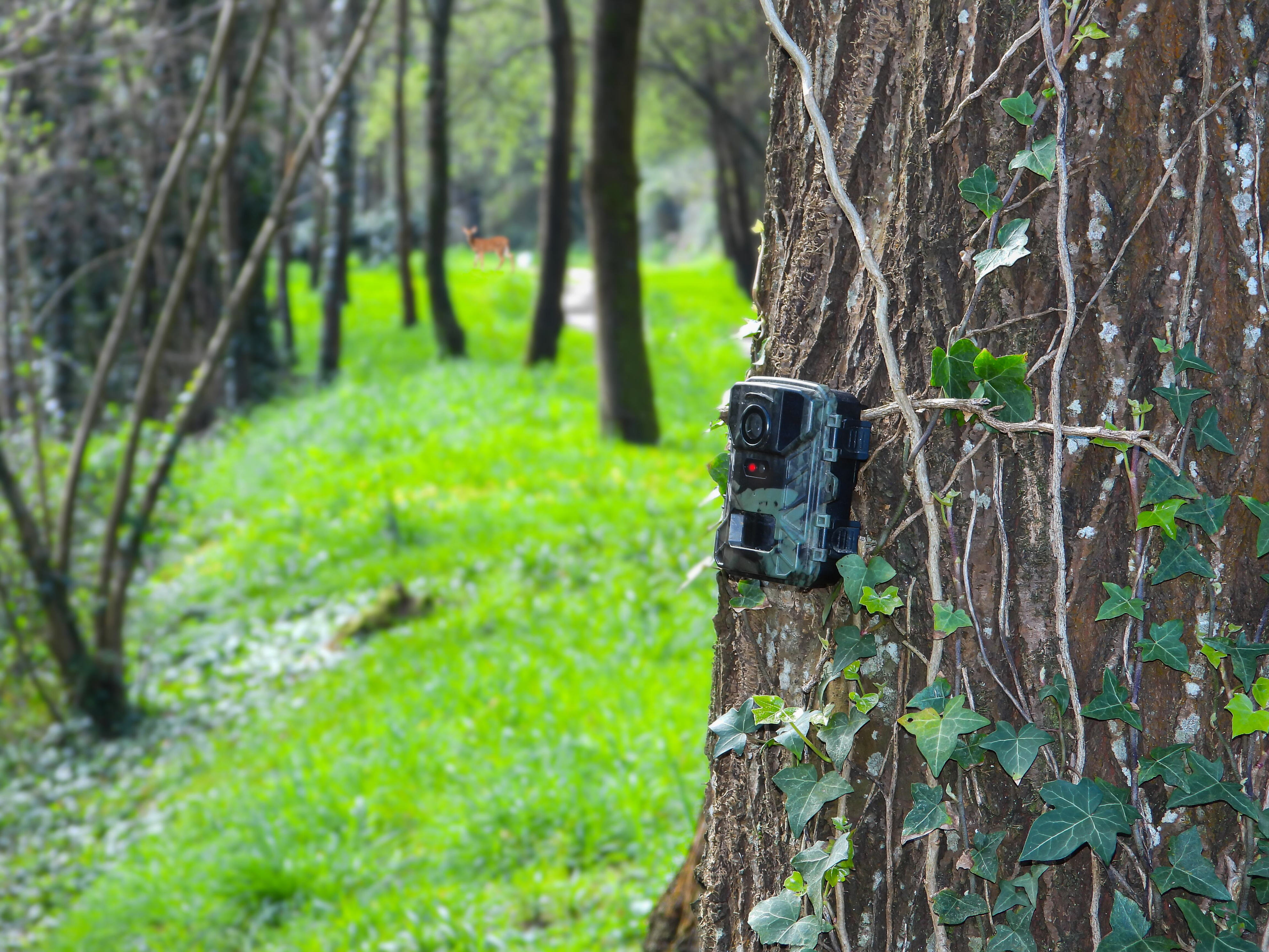 Colocan cámaras trampa y logran atisbar la vida de las criaturas más ...