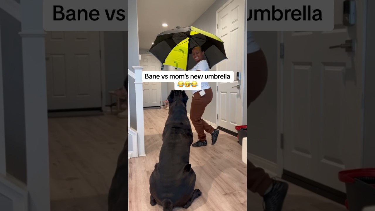 Dog can’t resist fighting mom’s new umbrella at home