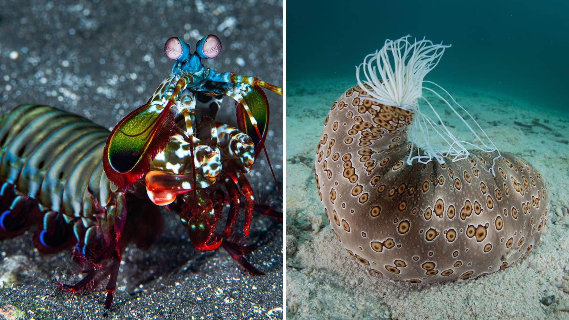20 Animals With Abilities That Feel Sci-Fi