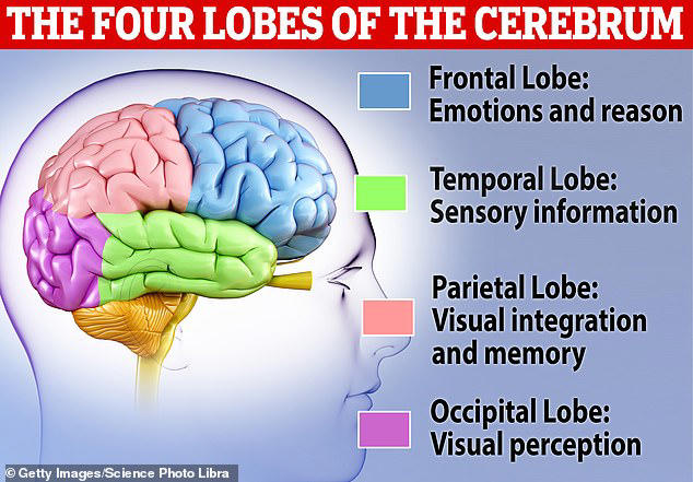 This is EVERYTHING you can blame your frontal lobe for, according to ...