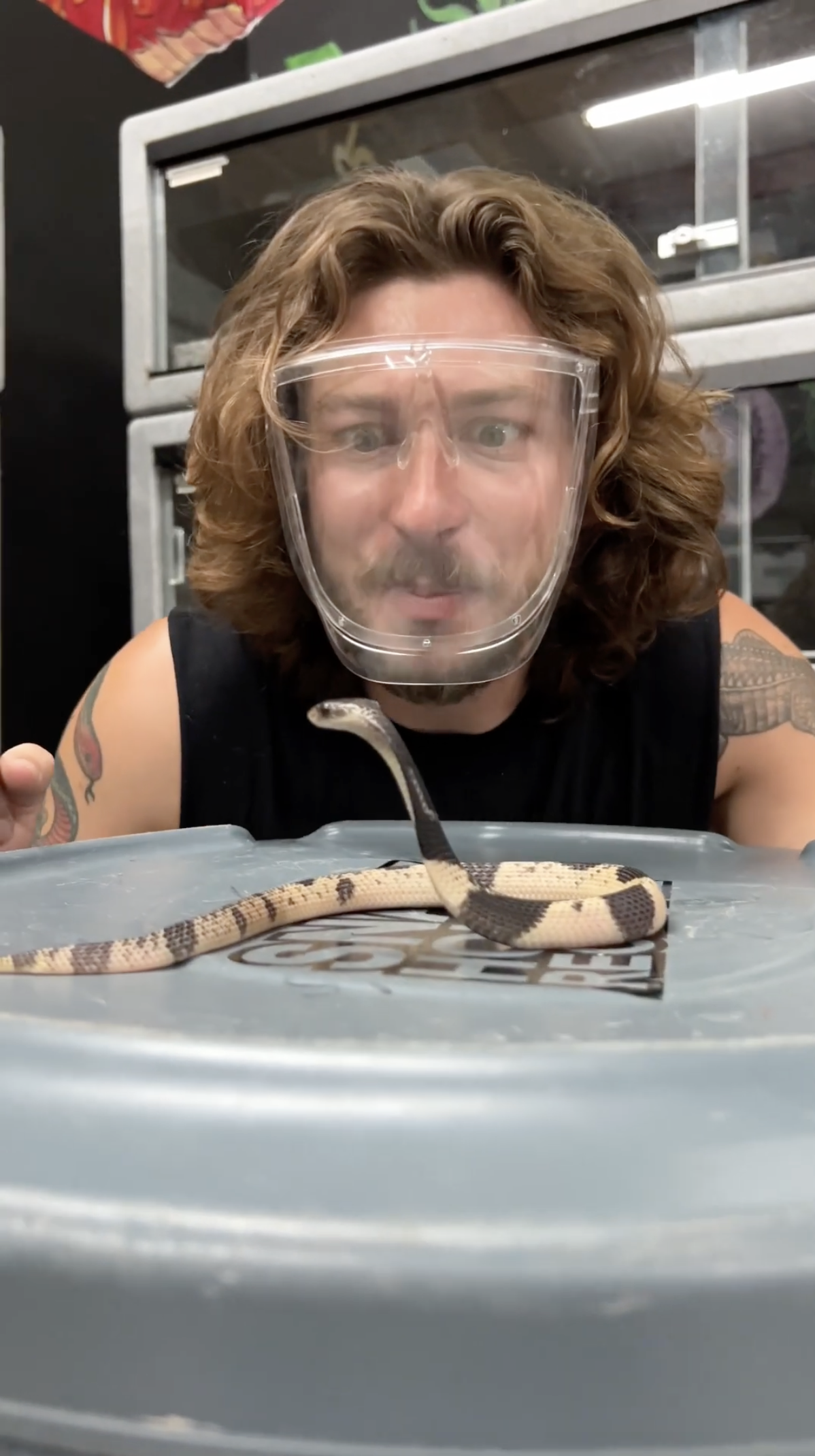 A Look at a Baby Spitting Cobra in Action