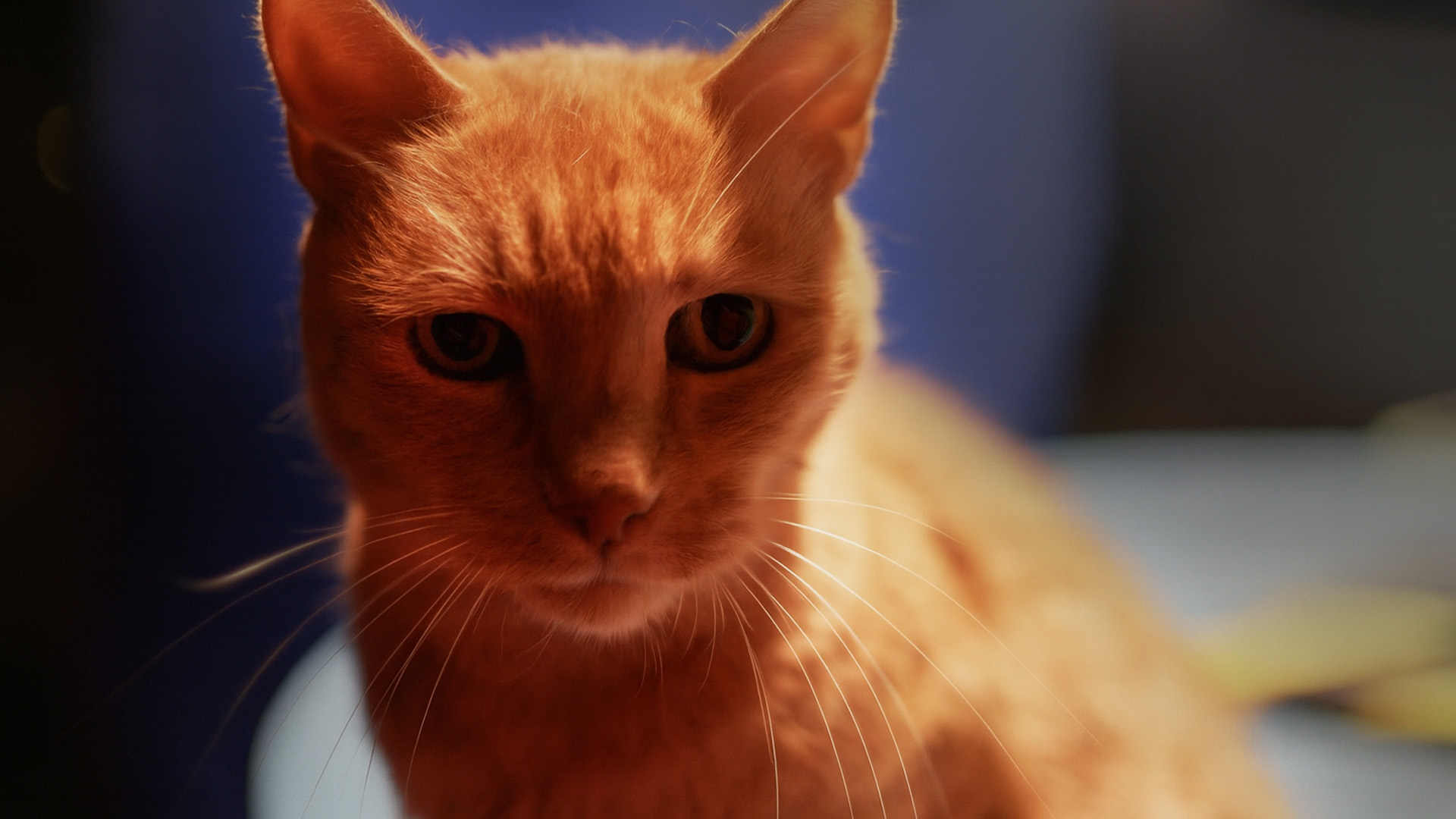 Working with Animals on Set – Behind the Scenes