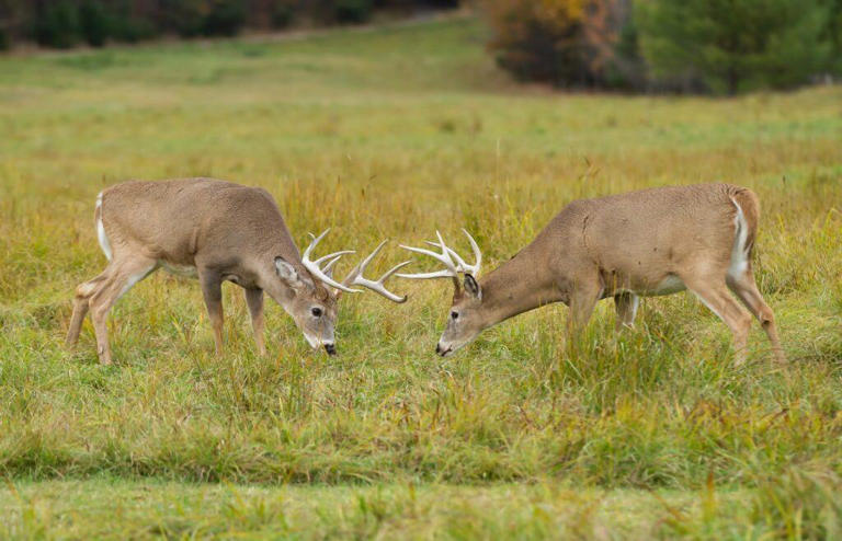 All 50 US state animals: Birds, mammals, and their significance