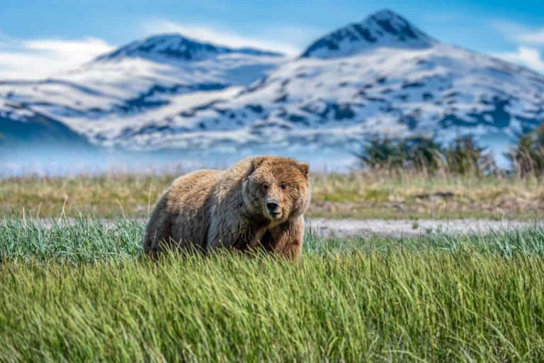 All 50 US state animals: Birds, mammals, and their significance