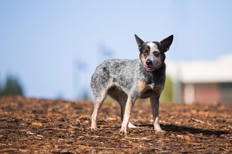 11 Bossy Dog Breeds Who Will Love You Fiercely, Say Experts