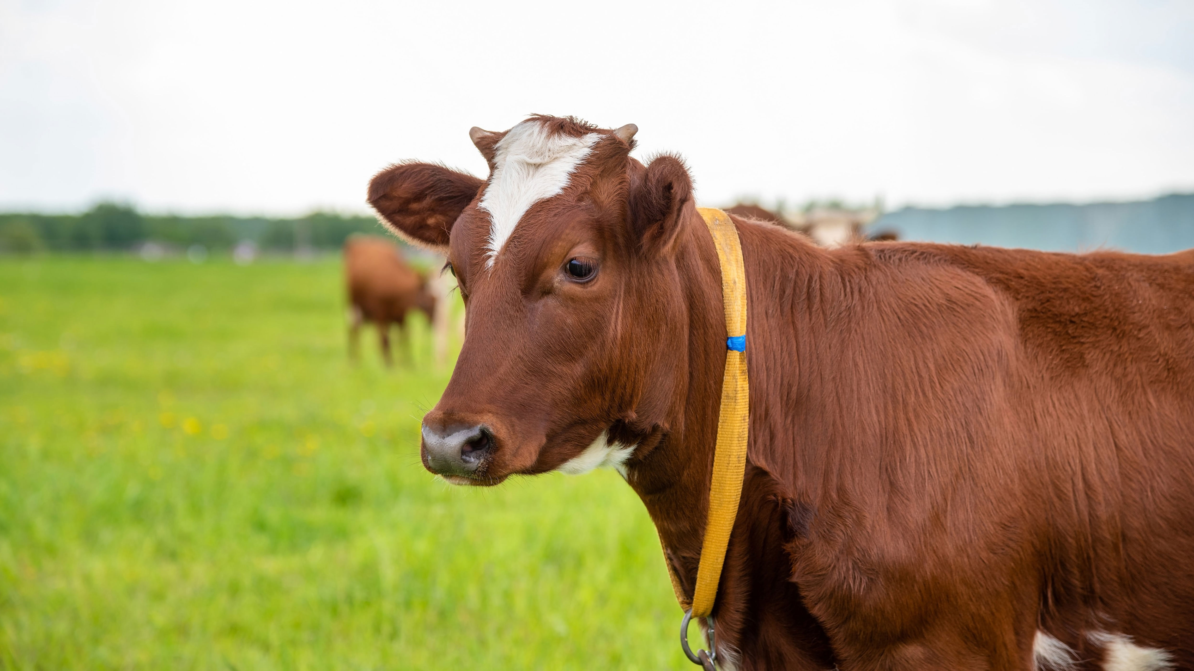 Dartmouth Police Department warns residents of loose cows