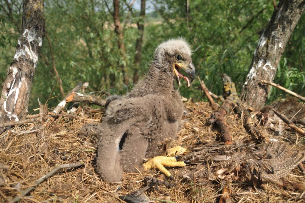 Fledgling Golden Eagle In Scotland Marks Scottish Conservation Victory