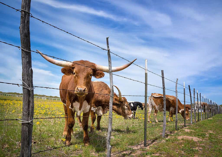 The Texas Longhorn story, from frontier cattle to state icon