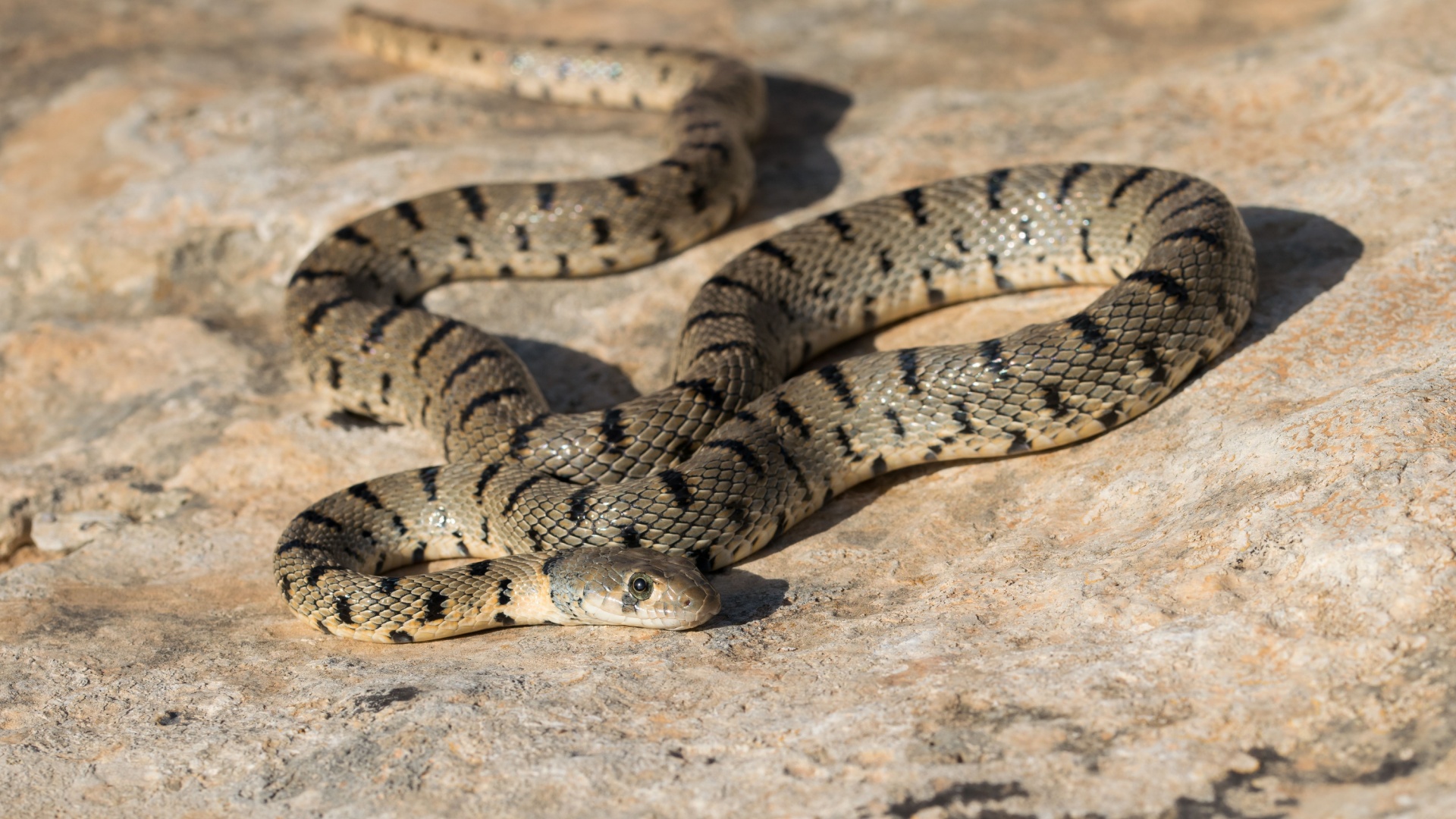 10 Of The Coolest Facts About Snakes