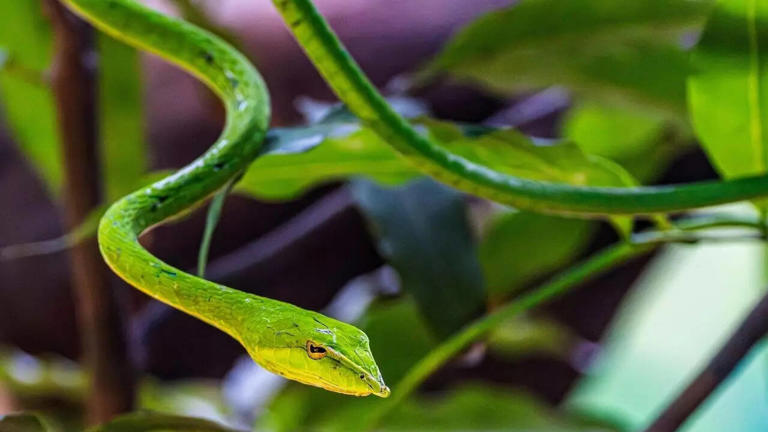 From Vine snake to Golden Tree snake: What does their vision look like ...