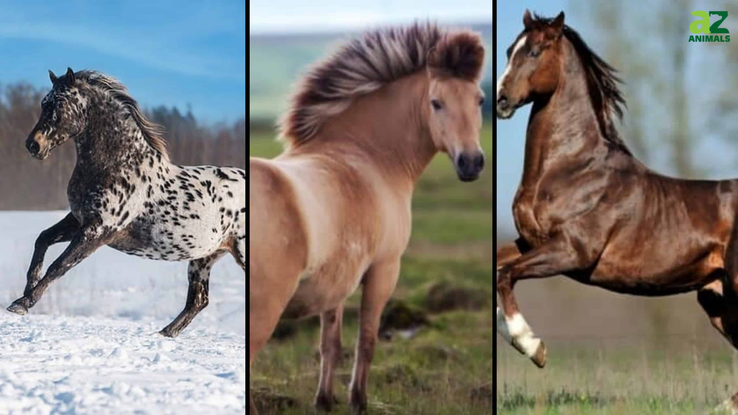 These are the 11 Best Horse Breeds for Riding