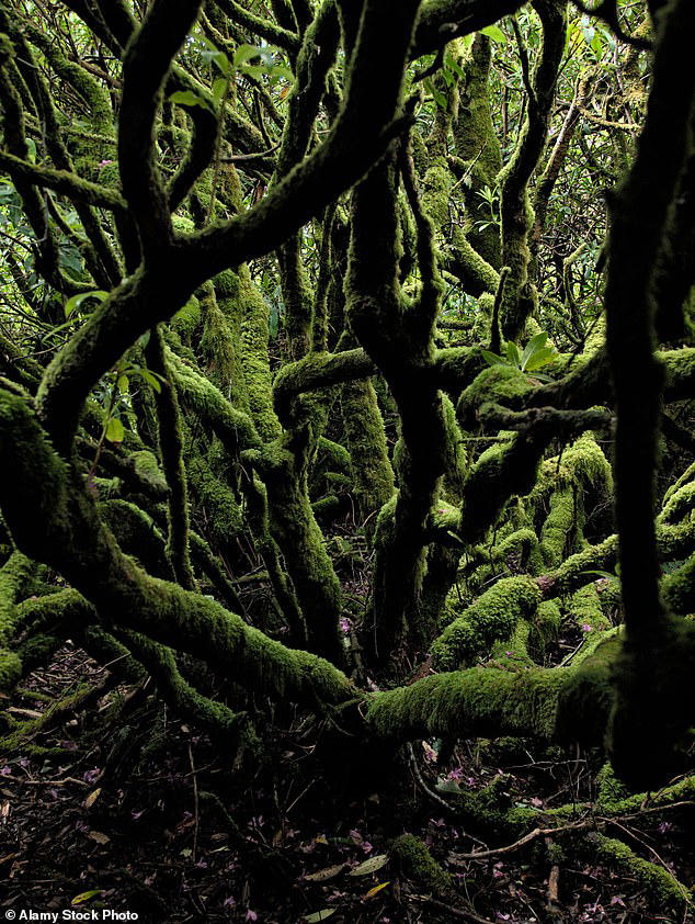 It was like Day of the Triffids... mountain rescue team save couple who ...