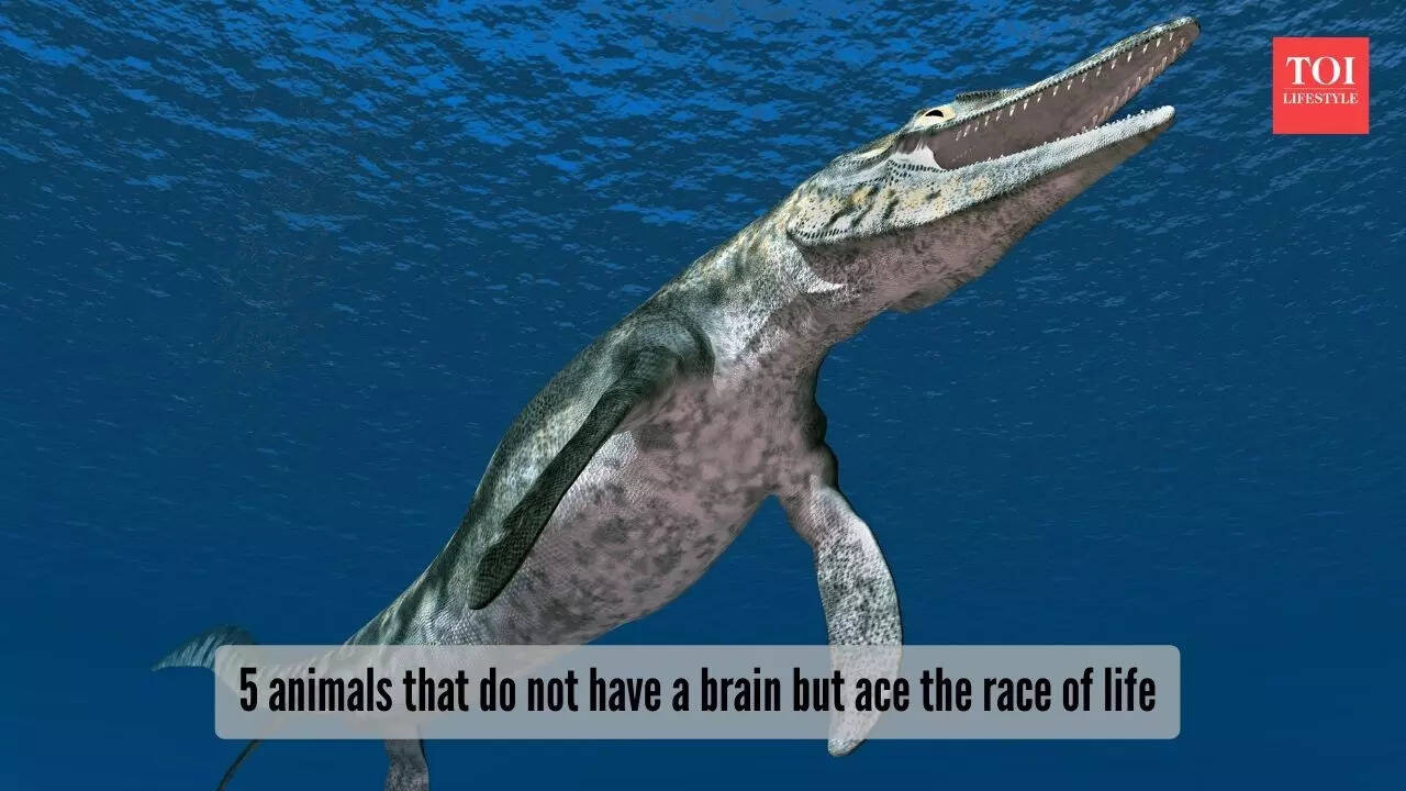 5 animals that went extinct in recentyears